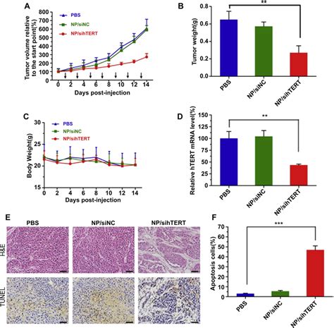 A Inhibition Of Tumor Growth In HepG2 Subcutaneous Xenografts After