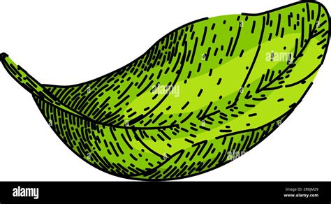 Basil Leaves Herb Sketch Hand Drawn Vector Stock Vector Image And Art Alamy