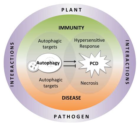 Ithy Machine Learning In R For Bioinformatic Analysis In Plant Pathogen Relationships