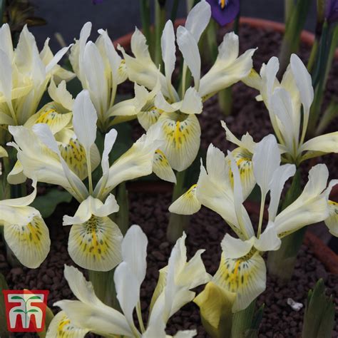 Iris Clairette Syn Iris Reticulata Clairette Reticulate Iris