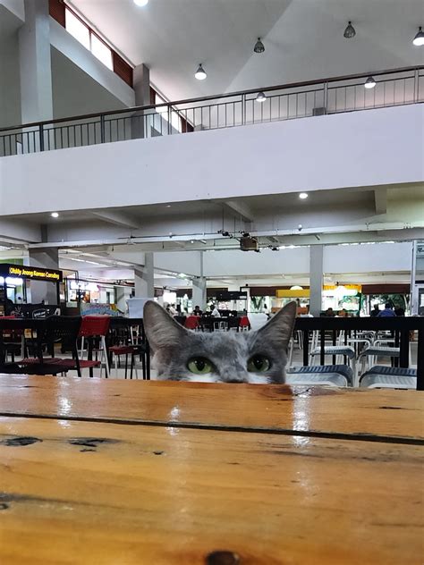 Pusang Penge Sa Gyud Food Rcatsofrph
