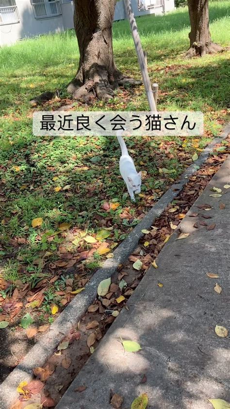 めぐみ ある日の買物帰り 度々遭遇する猫さん🐱 いつもはバイバイで終わるんだけど この日は妙に懐いてきて通せんぼされたり前に進めず💦 飼う