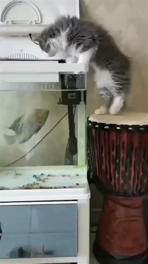 Zanfa On Twitter O Peixe Que Ensinou O Gato A Tocar Tambor