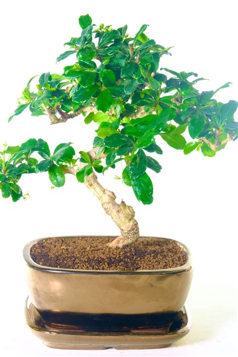 Flowering Fukien Tea Tree Bonsai With Artistic Styling