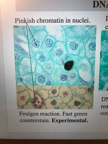 Cell Bio Lab Flashcards Quizlet
