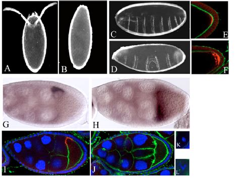 Dv And Ap Patterning Defects In Spn F Mutants A B Eggshells From