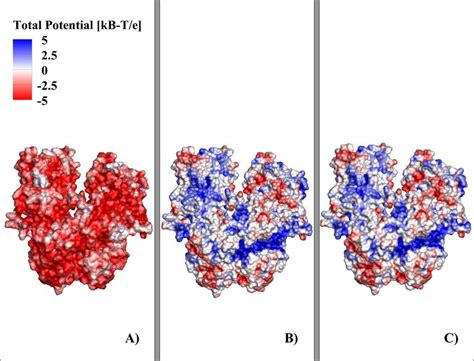 Surface Electrostatic Potential Pattern Of The V Shaped Wild Type Pf