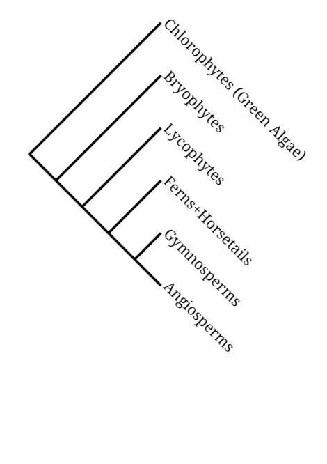 Solved Metazoan Phylogeny Amniote Phylogeny