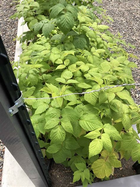 Raspberry Trellis 🌿 🛠️ Options And Steps To Support Bountiful Harvests