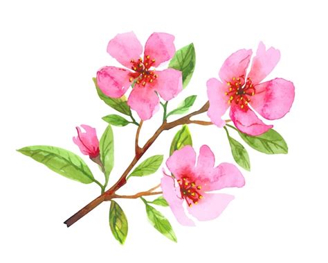 Couronne De Fleurs De Fleur De Cerisier Aquarelle Sakura Beau