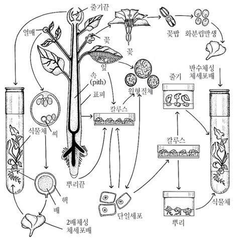 네이버 캐스트 식물조직배양 부제식물조직배양 기술과 Gmo 문제 네이버 블로그