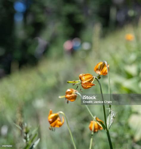Lilium Columbianum Also Known As Tiger Lily Or Columbia Lily Mount