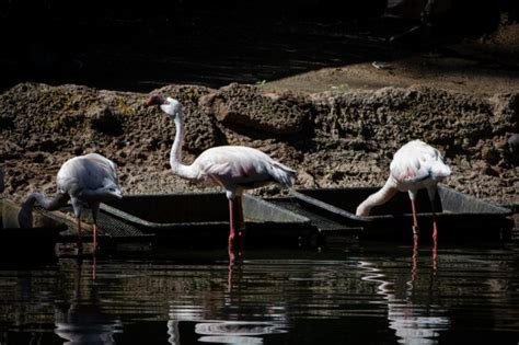 Same Sex Flamingo Couple Hatches Egg At San Diego Safari Park