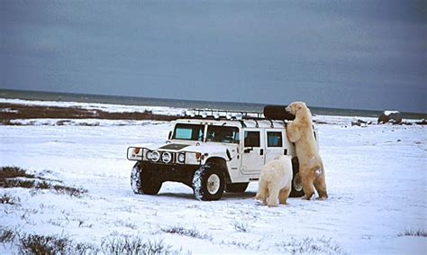 Polar Bear Photo 3 Explorenorth