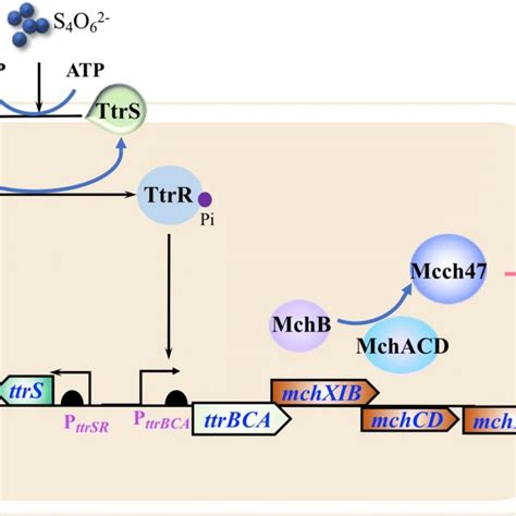 Summary Of The Applications For Engineered Probiotics Download