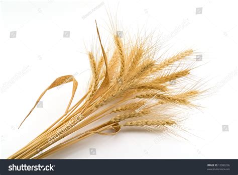 Bundle Of Wheat Isolated On White Stock Photo Shutterstock