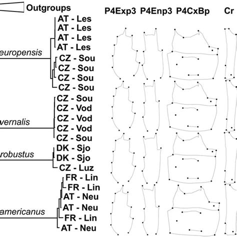 Bayesian Inference Bi Tree Resulting From The Concatenated Dataset