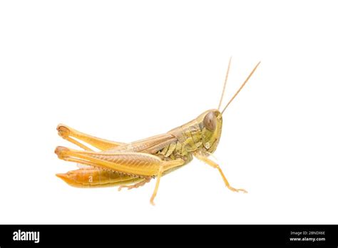 Sharp Tailed Grasshopper Euchorthippus Declivus Male France July