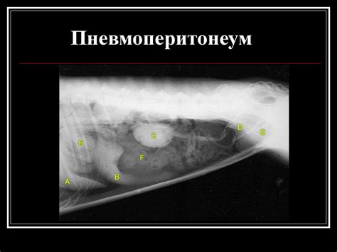 Контрастная рентгенография Online Presentation