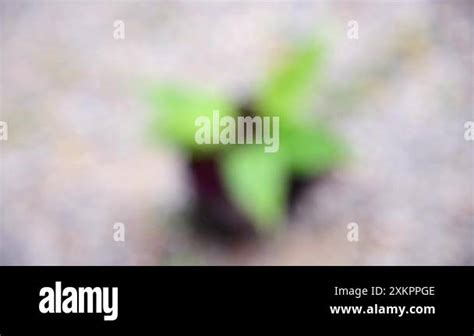 Varigated Leaf Stock Videos And Footage Hd And 4k Video Clips Alamy