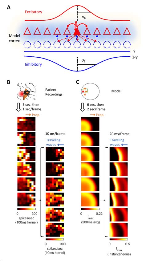 Figure 1 From A Model For Focal Seizure Onset Propagation Evolution