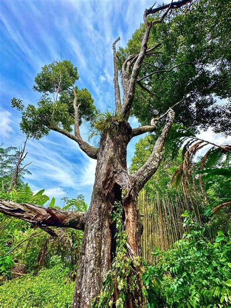 Chiely Munier Cengkeh Afocengkeh Tertua Di Ternate