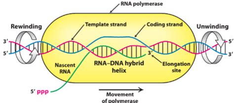 Föreläsning 8 Rna Syntes Och Processning Flashcards Quizlet