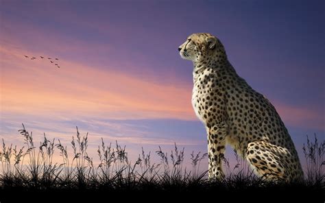 Cute Cheetah Wallpaper Pictures Wallpaperset