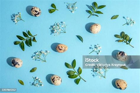 메추라기 알 녹색 잎 작은 흰색 꽃 그림자가 있는 파란색 배경에 있습니다 부활절 개념입니다 평면도 평평한 위치 0명에 대한 스톡 사진 및 기타 이미지 Istock