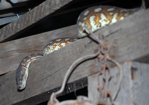 Stimsons Python Ark Au