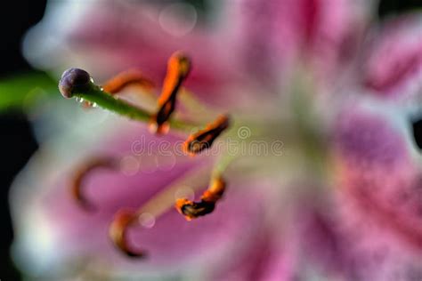 Stargazer Lily In Studio Setting Stock Image Image Of Lily Colorful