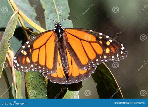 Monarch Butterfly On Eucalyptus Tree In Pismo Beach Monarch Butterfly Grove On The Central Coast