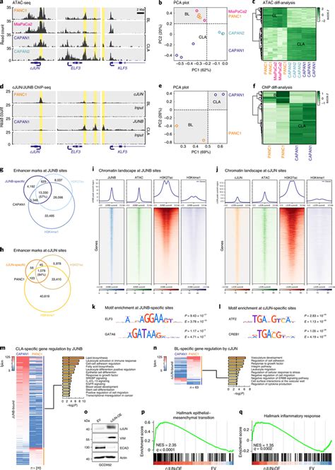 Cjun Controls Immune Surveillance And Junb Regulates Differentiation A