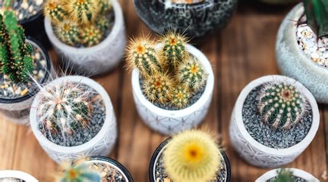 17 Different Types Of Cactus Plants You Can Grow Indoors
