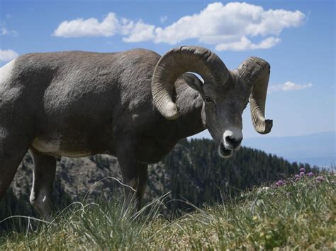 Big Money Hunting Tags Help Bring Back New Mexicos Bighorn Sheep
