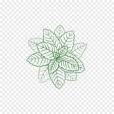 矢量轮廓薄荷插图图标模板雕刻绿线孤立 向量例证 插画 包括有 分级显示 叶子 绿色 艺术 平面 232592217