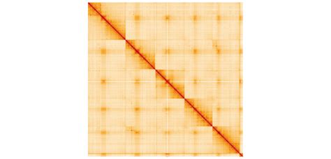 Genome Assembly Of Protocalliphora Azurea Idproazur1 1 Hi C Contact Download Scientific