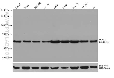 Hdac1 Antibody 66085 1 Pbs Proteintech