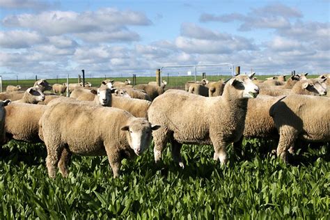 The Path Forward On Live Sheep Exports By Sea Daff