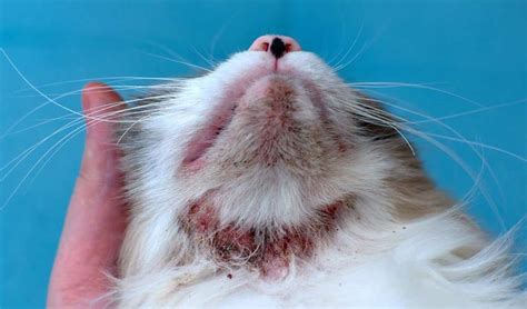 Cat Dermatitis With Pictures Our Vet Explains What To Do Cat World