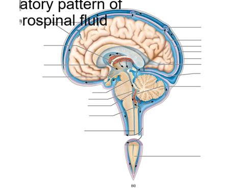 Locationandcirculatory Pattern Cerebrospinal Fluid Quiz