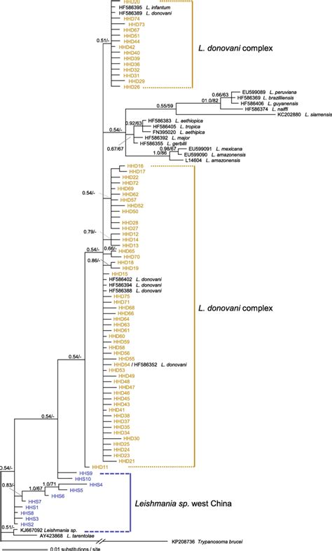 HSP70 Gene Majority Rule Consensus Tree Inferred From Bayesian