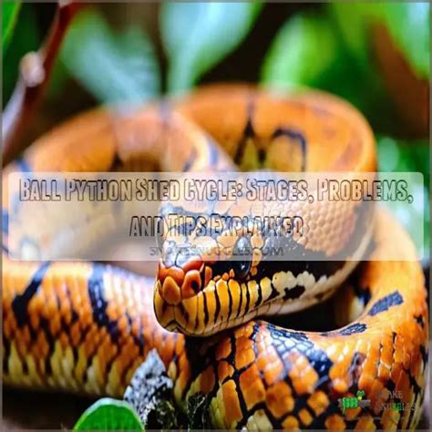 Ball Python Shed Cycle Stages Problems And Tips Explained