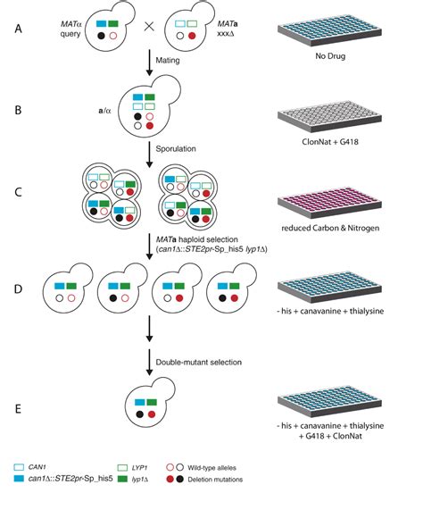 Synthetic Genetic Arrays Singer Instruments Synthetic Genetic Arrays Singer Instruments