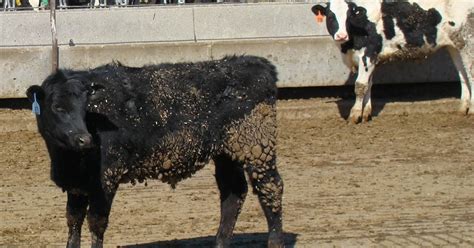 Quantifying Value Beef Dairy Crossbred Cattle Bring To Beef Supply Chain