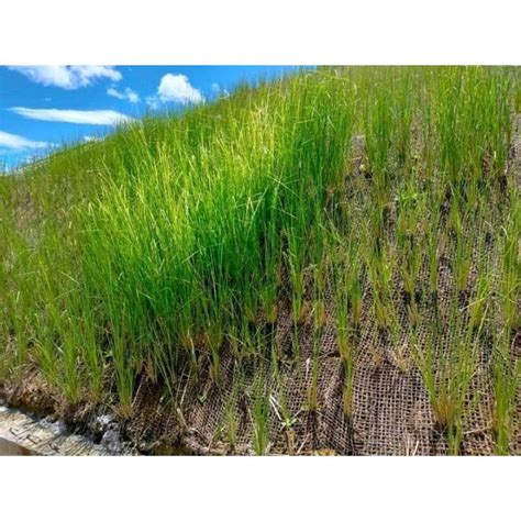 200pcs Vetiver Grass Fo Slope Protection Shopee Philippines