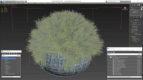 Acacia Cognata Pot Plant 3d Model 29 3ds Blend C4d Fbx Max Ma