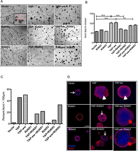 runx1 and runx3 protect against yap mediated emt stem ness and shorter
