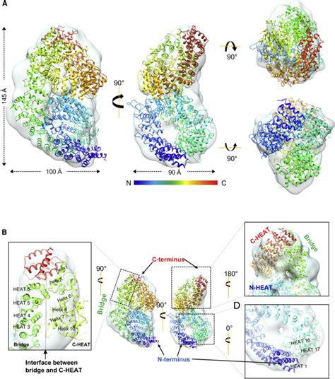 The Polyglutamine Expansion At The N Terminal Of Huntingtin Protein