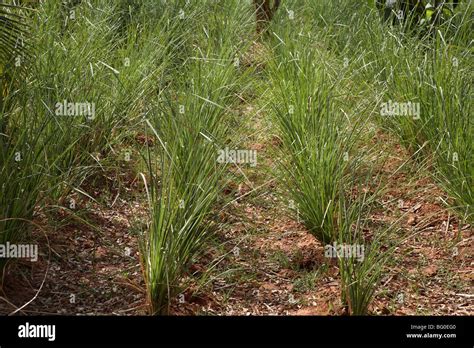 Vetiver Chrysopogon Zizanioides Native To India Anti Inflammatory